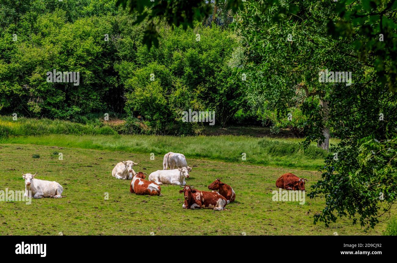Herd of cows laying down in a green pasture framed by tree leaves Stock ...