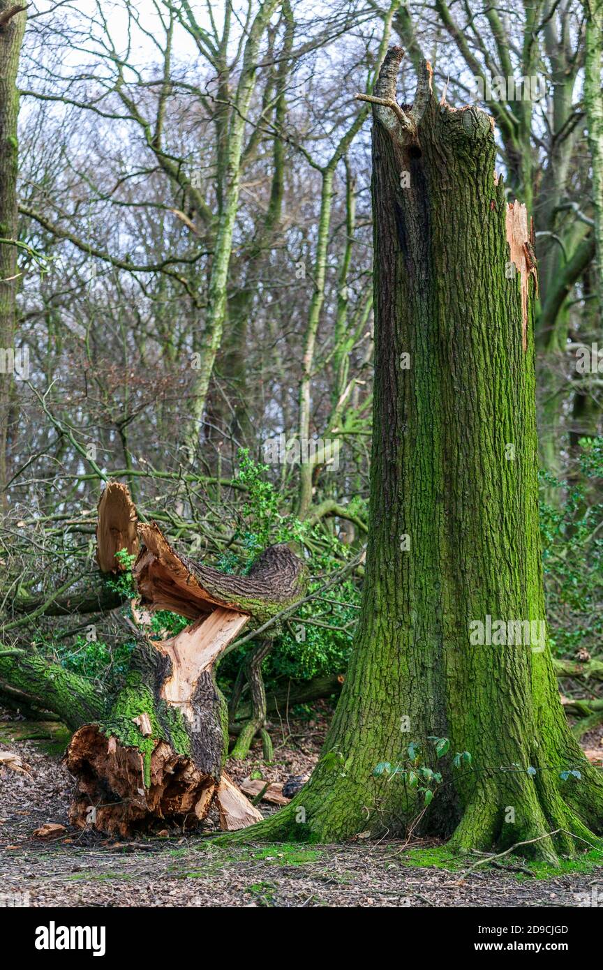 Broken off tree after a storm in Highgate Wood, London, England, United ...