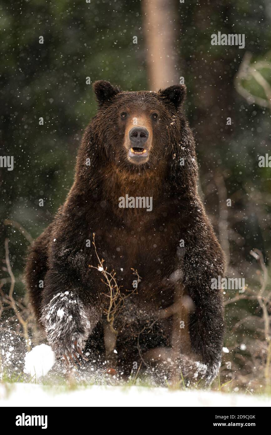Greater yellowstone bear hi-res stock photography and images - Alamy