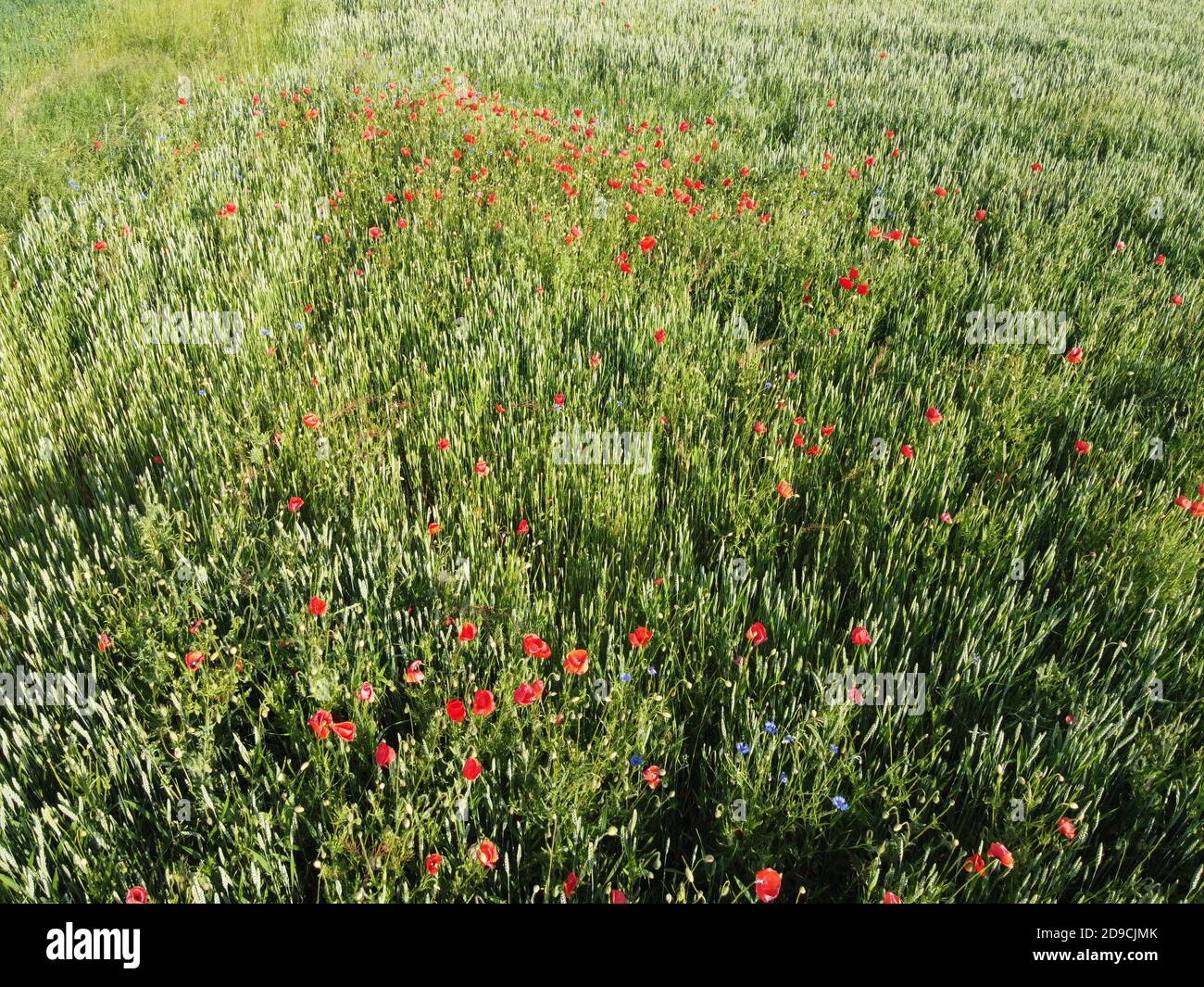 Wheat field background Stock Photo - Alamy