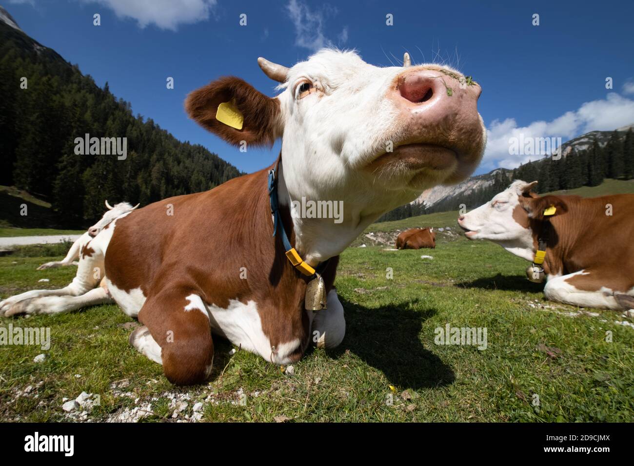 A picture of a cow in Cortina D'ampezzo, famous ski resort in the ...