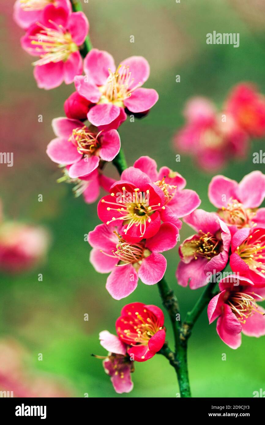 Prunus beni chidori flowering hardy plant view hi-res stock photography ...