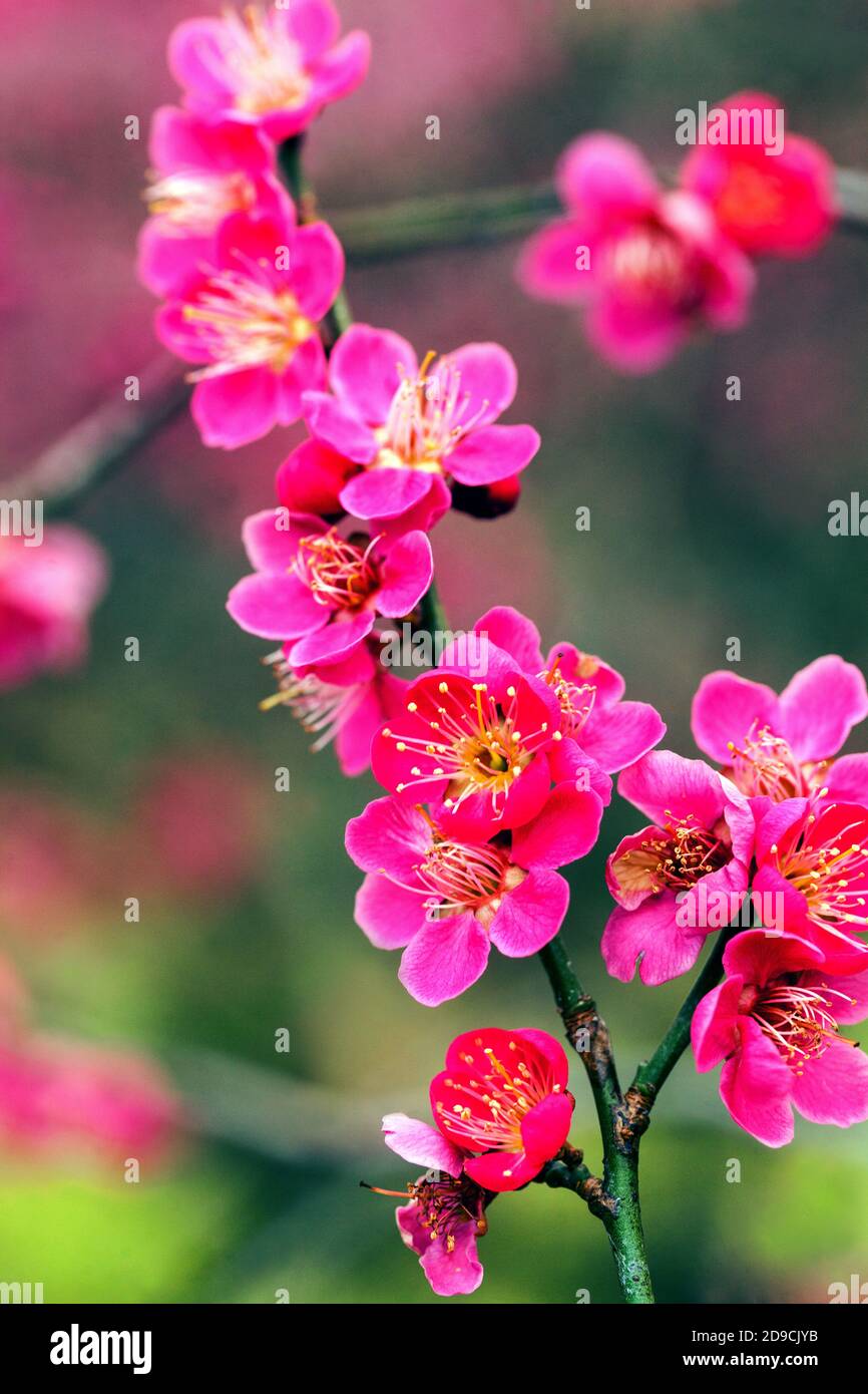 Beni chidori prunus pink blossom early spring blossoms hi-res stock ...