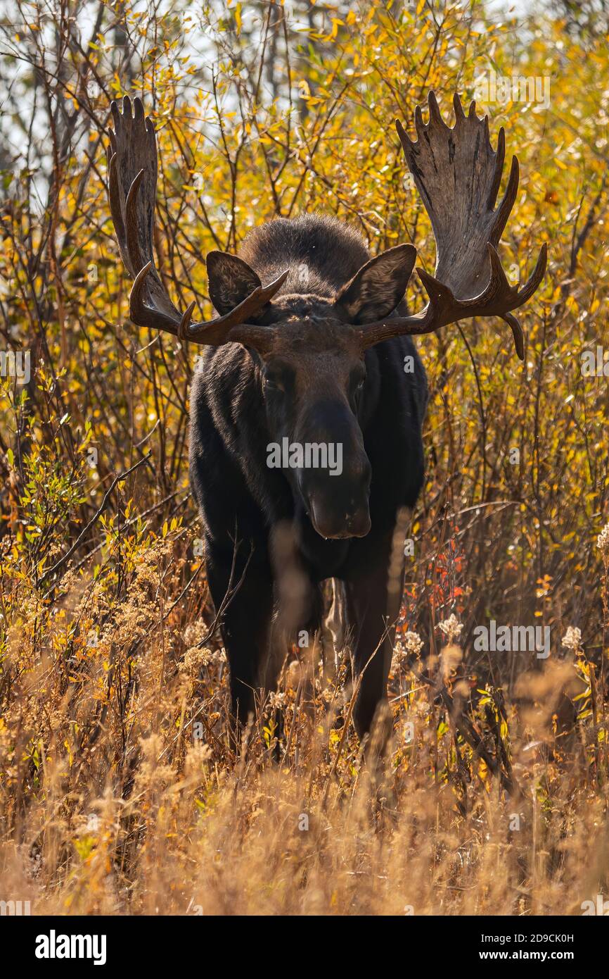 Trophy shiras moose hi-res stock photography and images - Alamy
