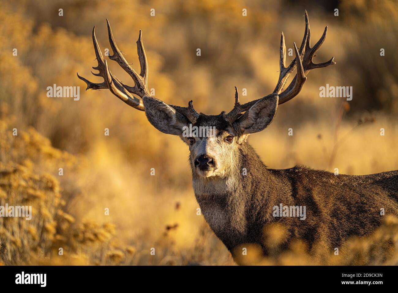 Mule deer buck hi-res stock photography and images - Alamy