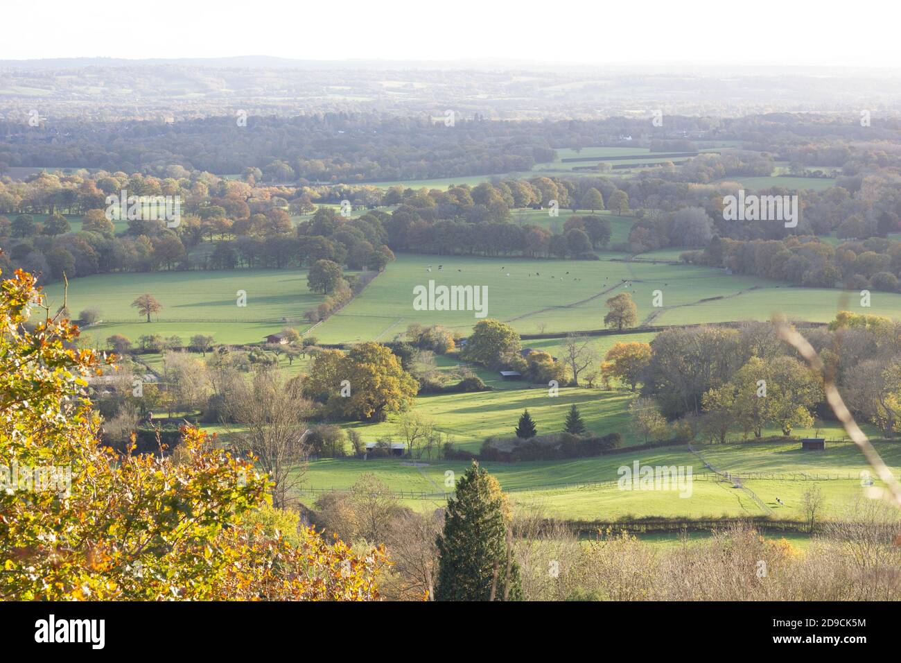 Goat in house hi-res stock photography and images - Alamy