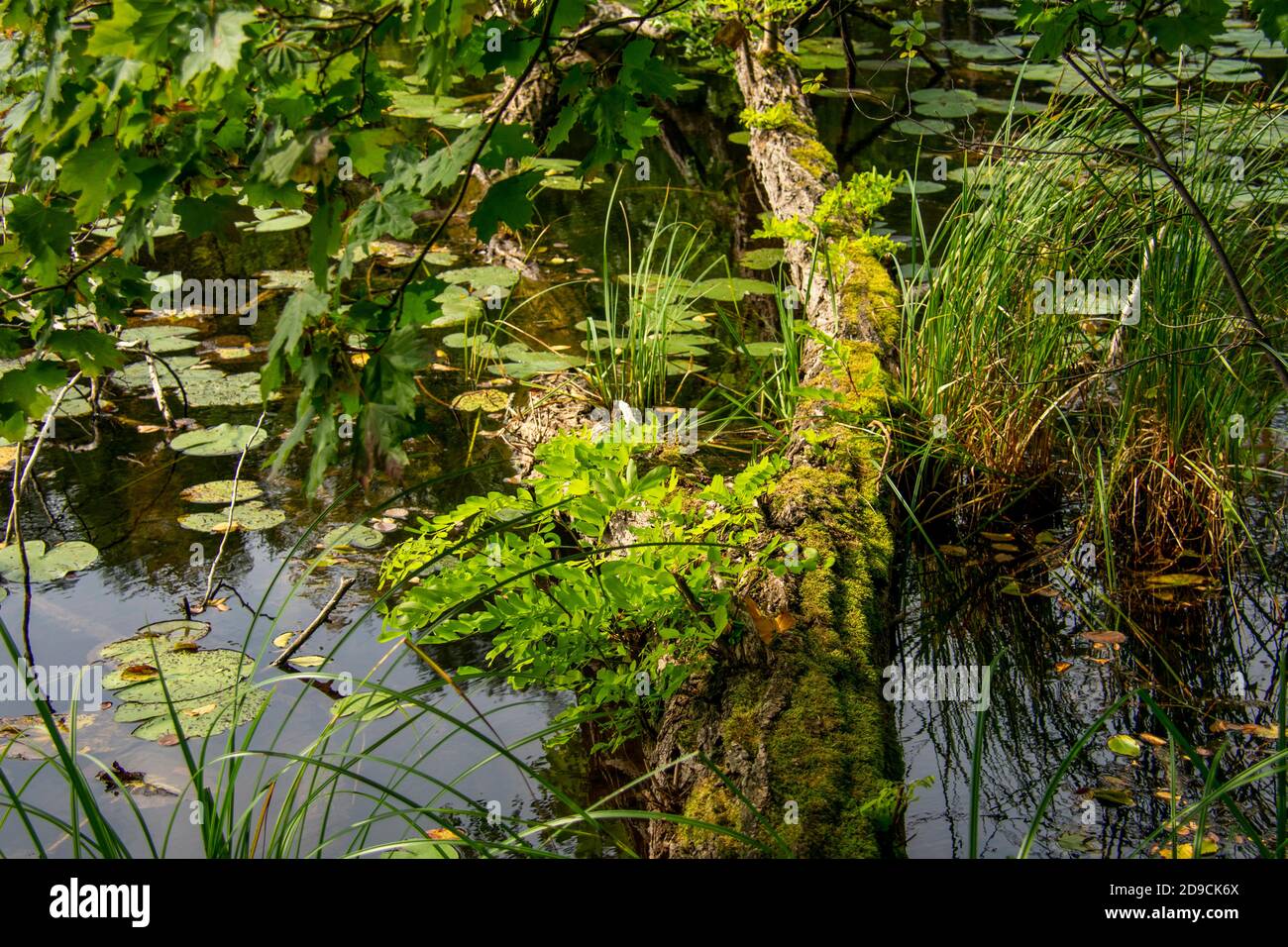 Buckow brandenburg germany hi-res stock photography and images - Alamy