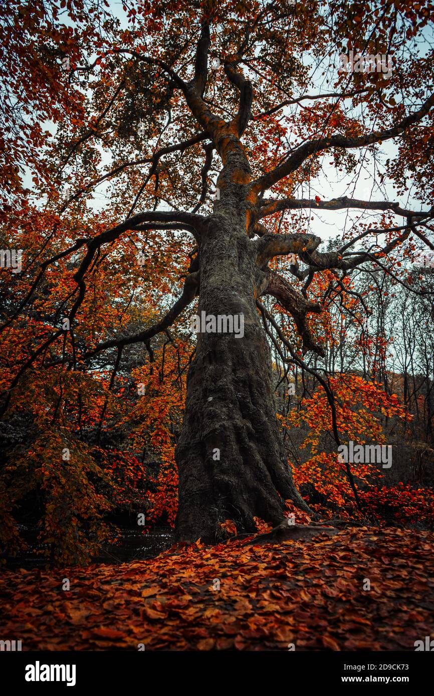 pollok park glasgow Stock Photo - Alamy