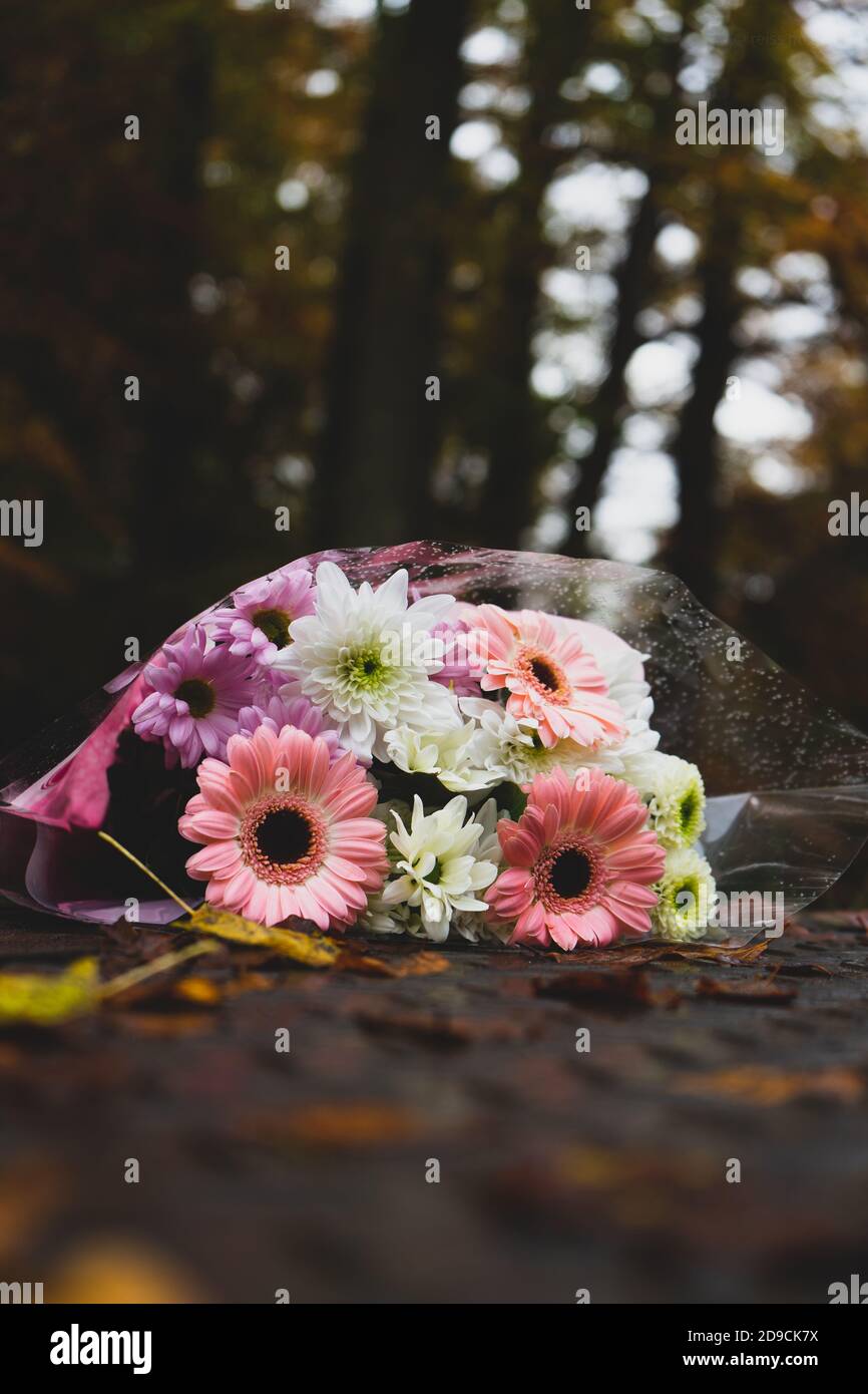 pollok park glasgow Stock Photo - Alamy