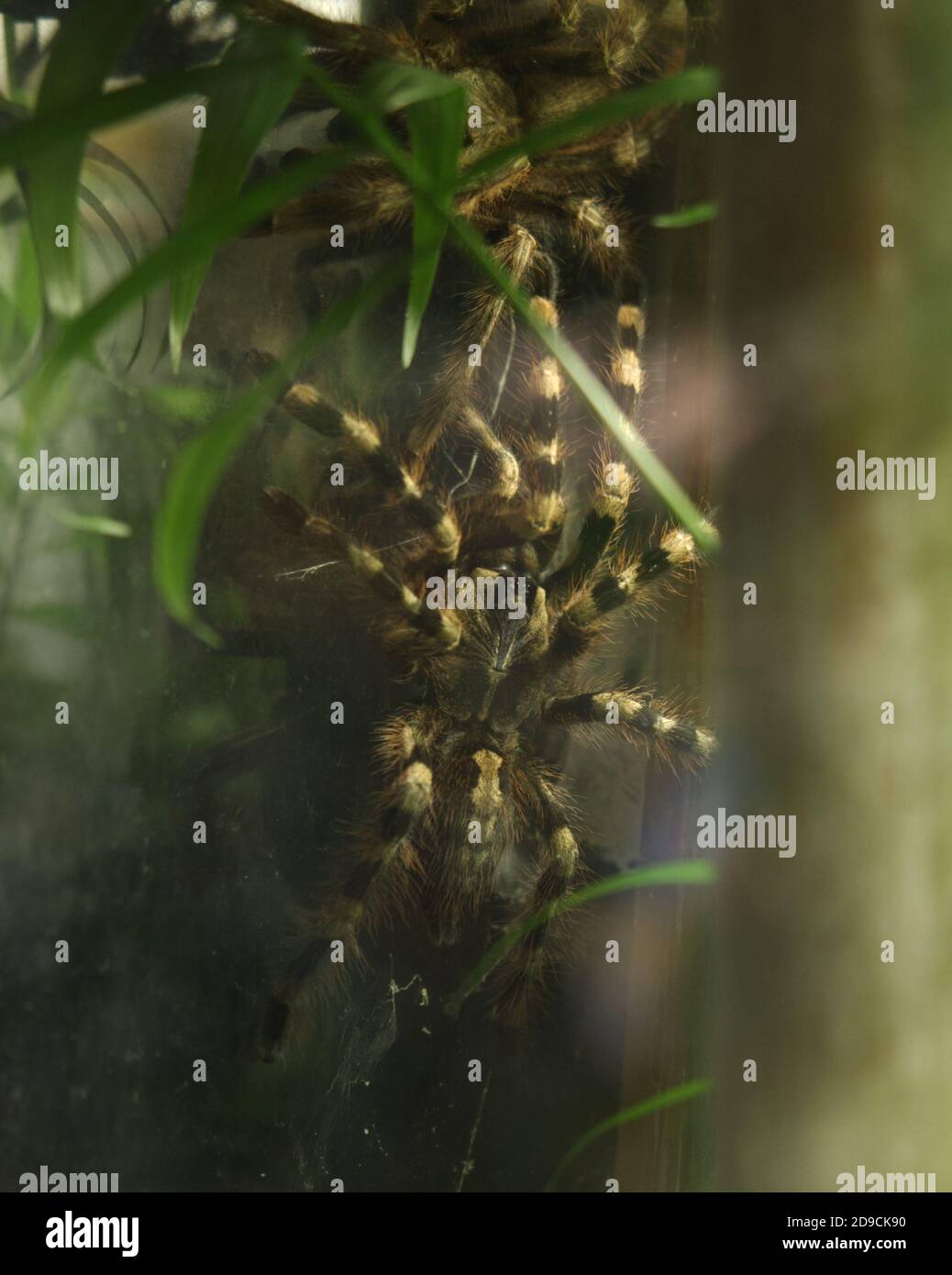 Observing a bird spider at jenaer botanical gardenObserving a bird ...