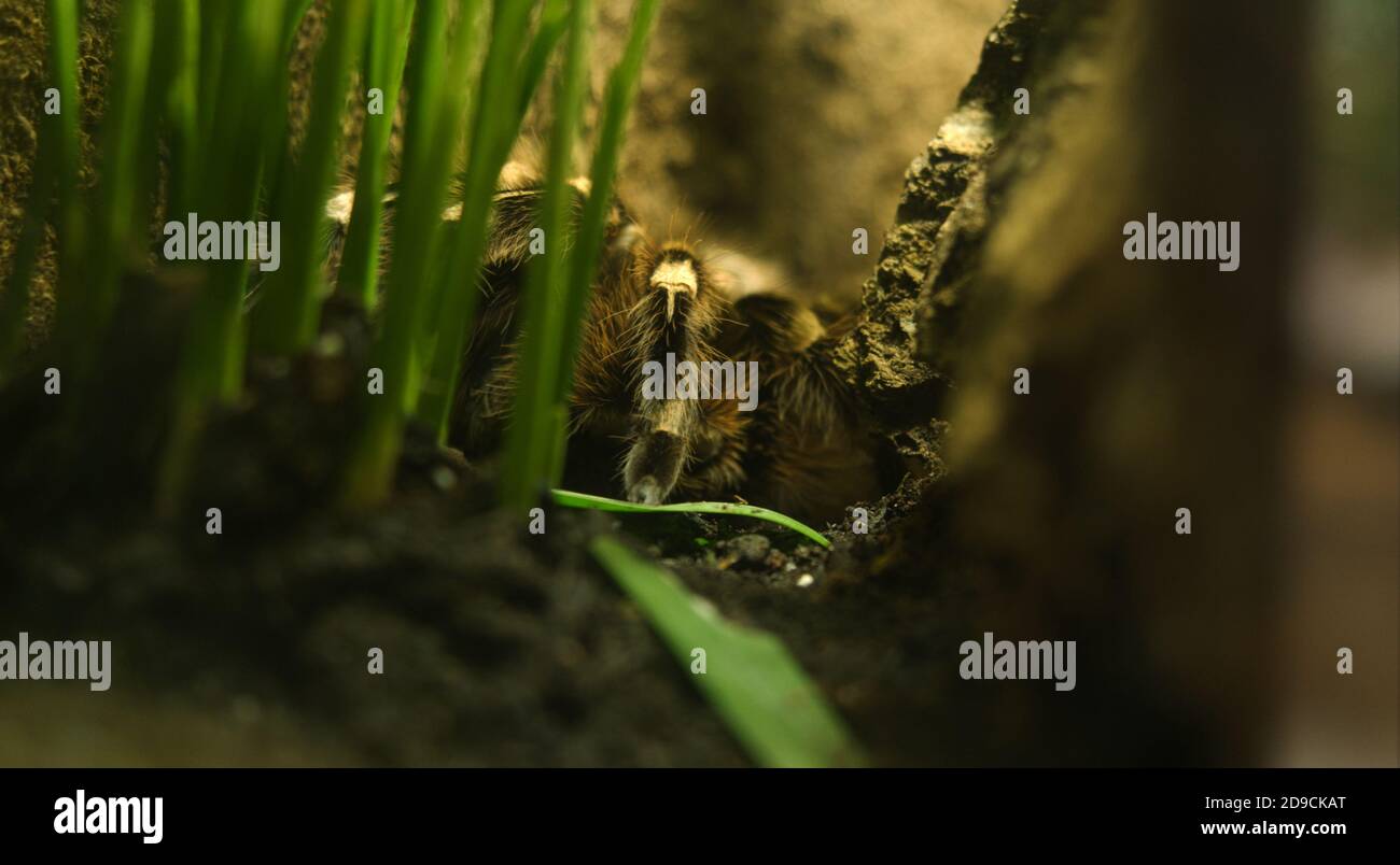 Observing a bird spider at jenaer botanical garden Stock Photo - Alamy
