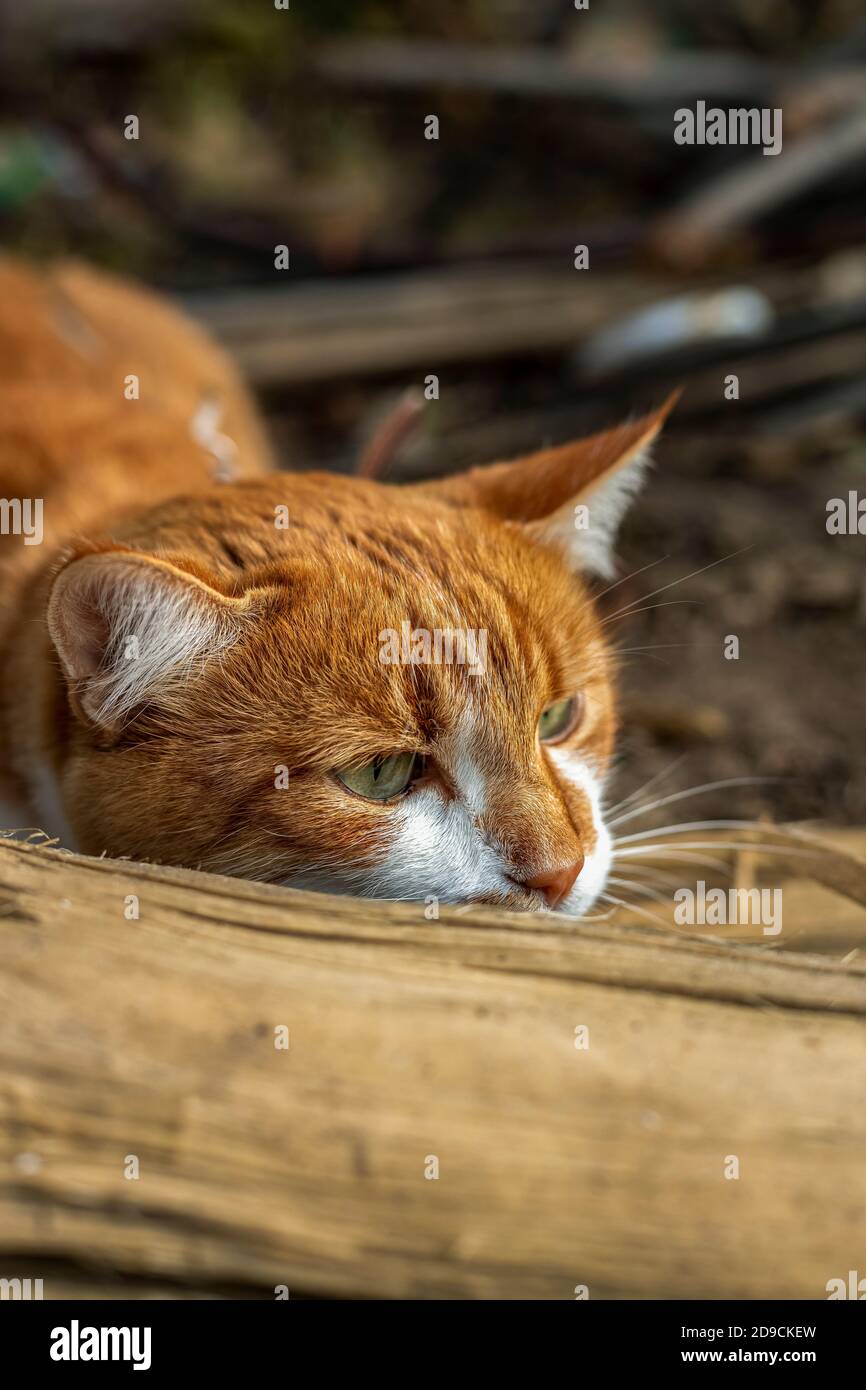 Cat that sees a threat is preparing for a jump, a cats emotions close ...