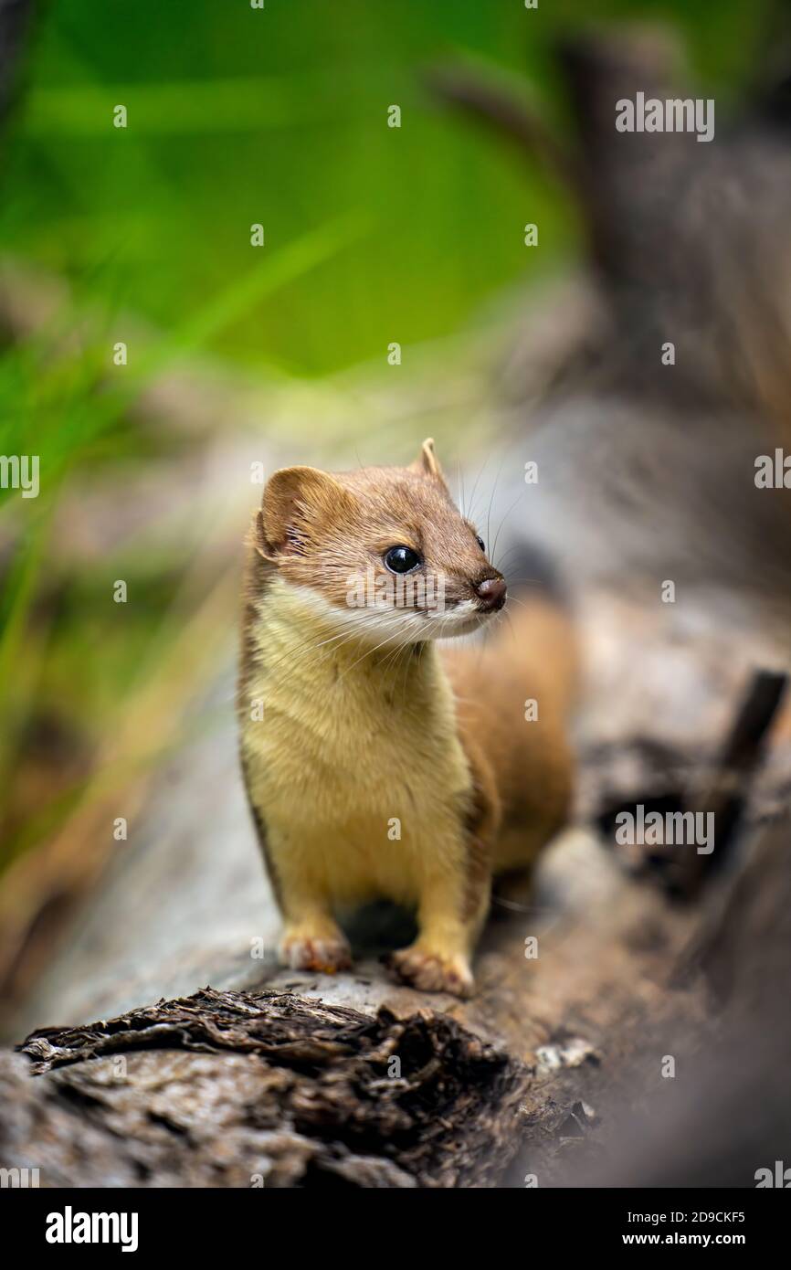Big weasel hi-res stock photography and images - Alamy