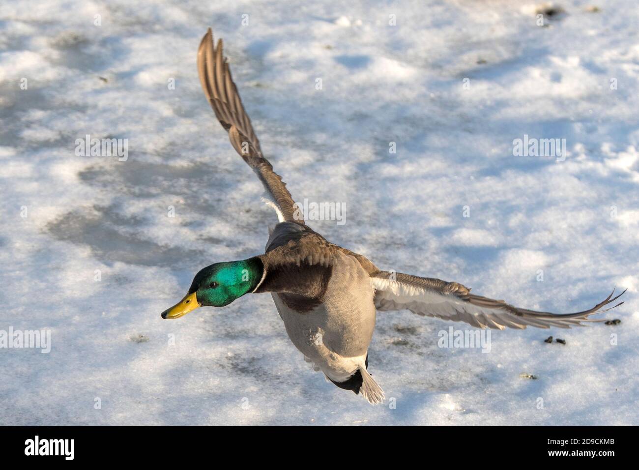 Duck flying over water hi-res stock photography and images - Alamy