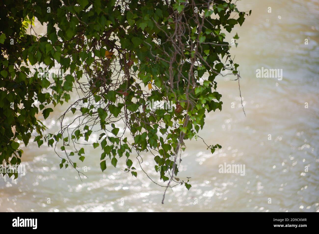 Green branch over river hi-res stock photography and images - Alamy