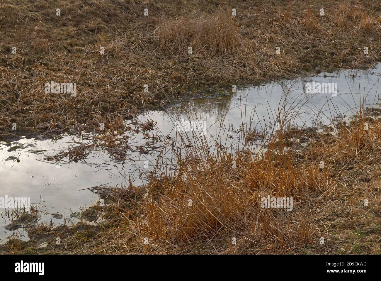 A small shallow stream among withered grasses. Wetlands Stock Photo - Alamy