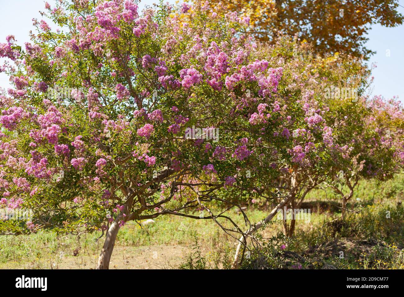 Tree with pink flowers Stock Photo - Alamy