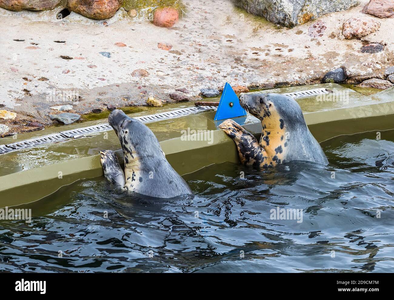 Two seals in the pool carefully look at the coach and wait for them to ...