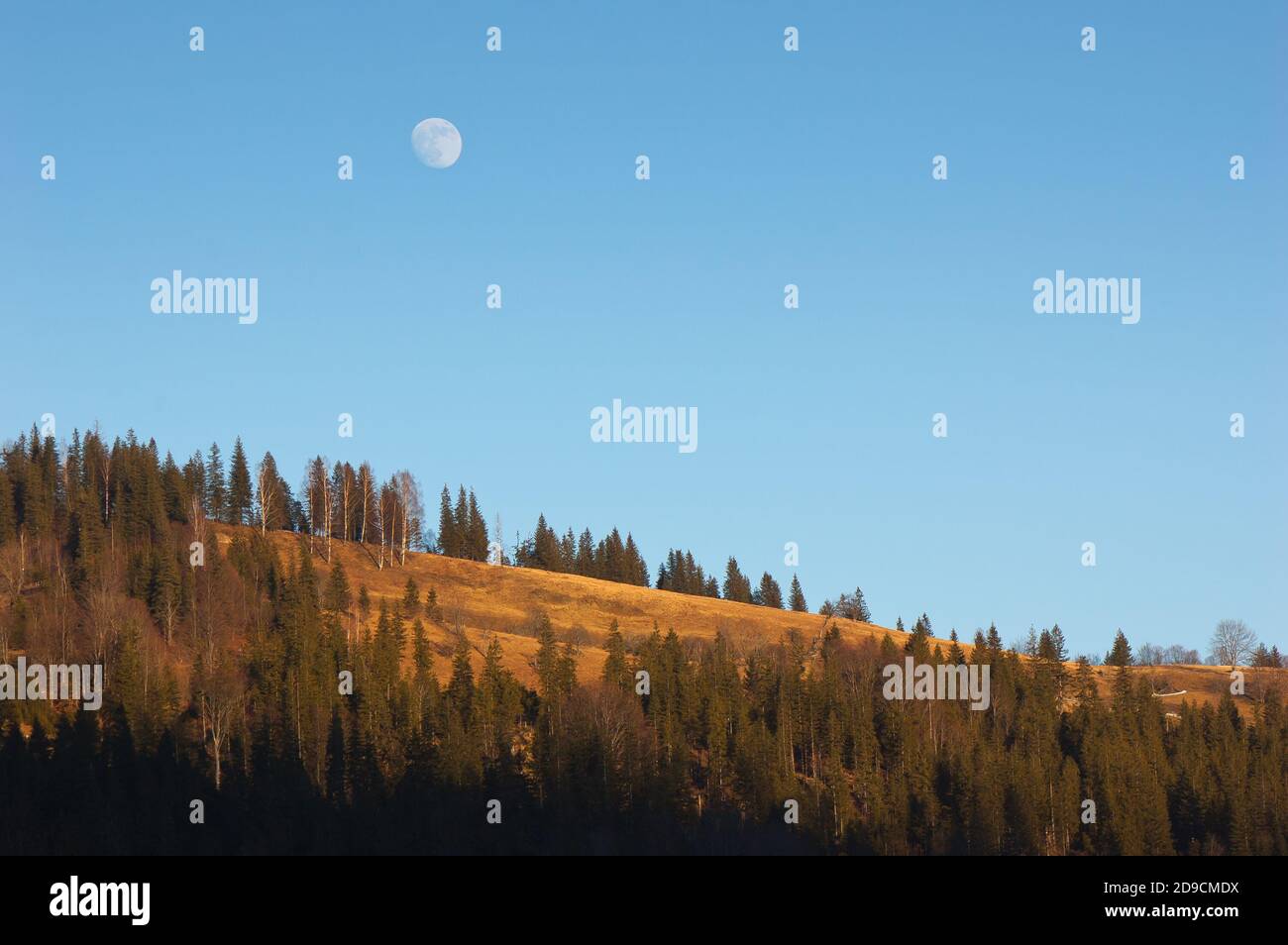 Full moon over the forest. Ukraine, the Carpathians Stock Photo - Alamy
