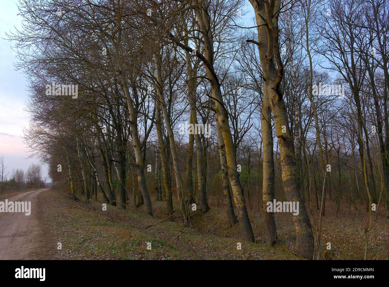 Leafless plant hi-res stock photography and images - Alamy