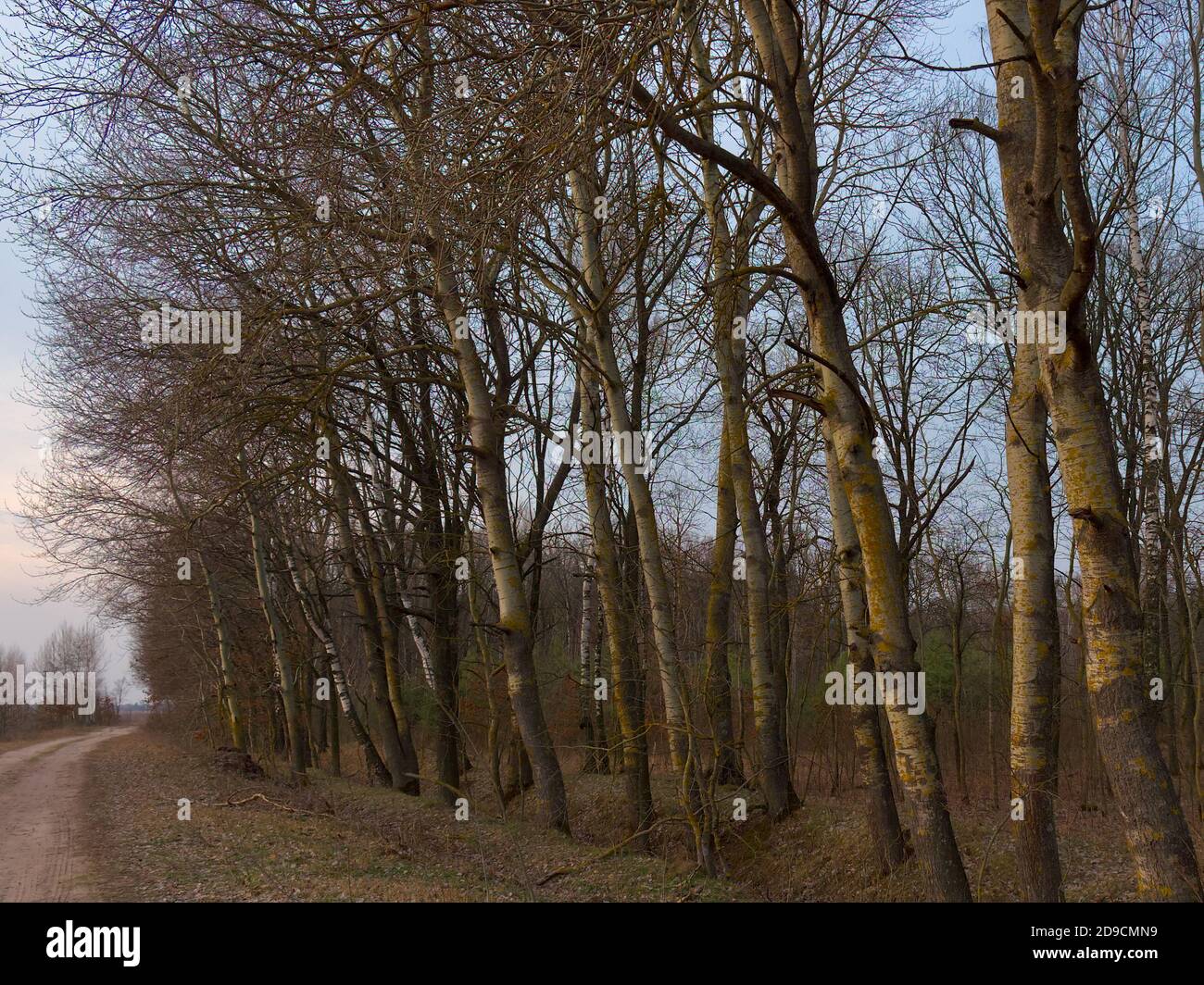 Leafless plant hi-res stock photography and images - Alamy