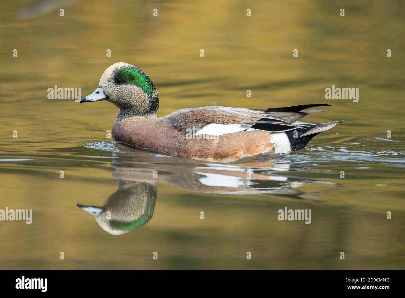 Widgeon Drake