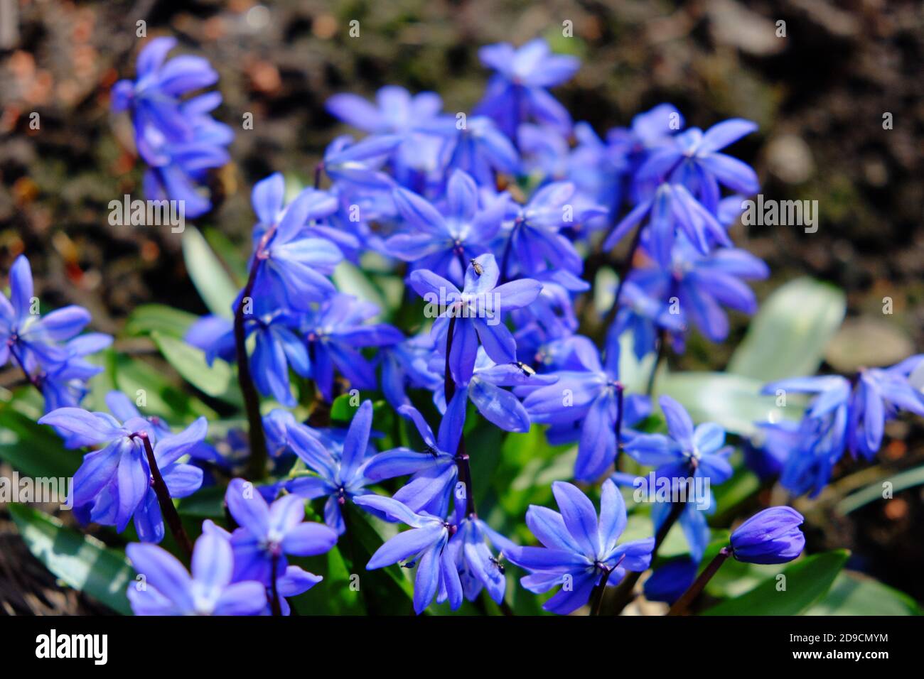 A bush of beautiful blue flowers. Small spring flowers Stock Photo - Alamy