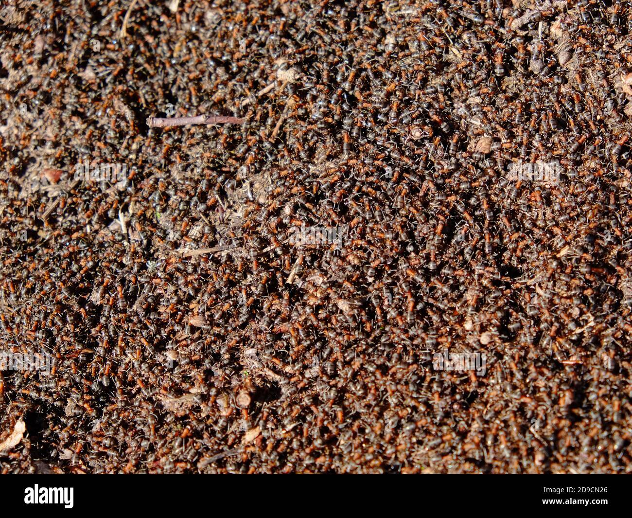 Large brown forest ants. A huge number of insects. Background Stock ...