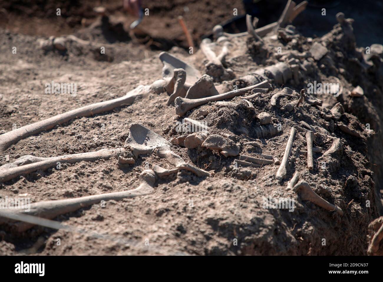 Serbia, September 27, 2019: Human remains from the Roman period ...