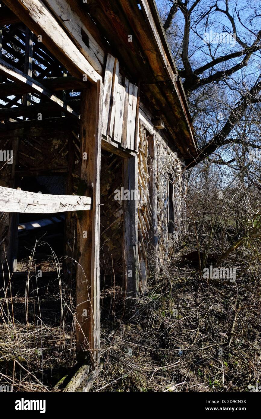 Ruins of an abandoned village house in the thickets. Old dilapidated ...