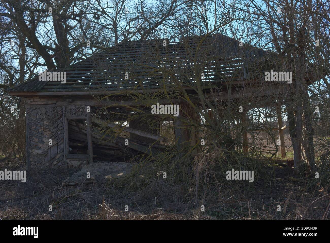 Ruins of an abandoned village house in the thickets. Old dilapidated ...
