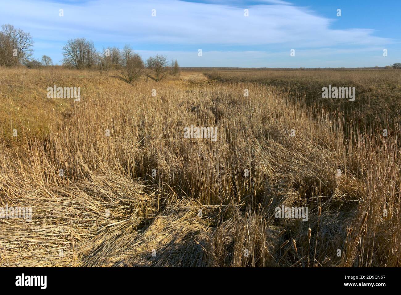 Dried reeds in an abandoned irrigation canal. Country landscape Stock ...