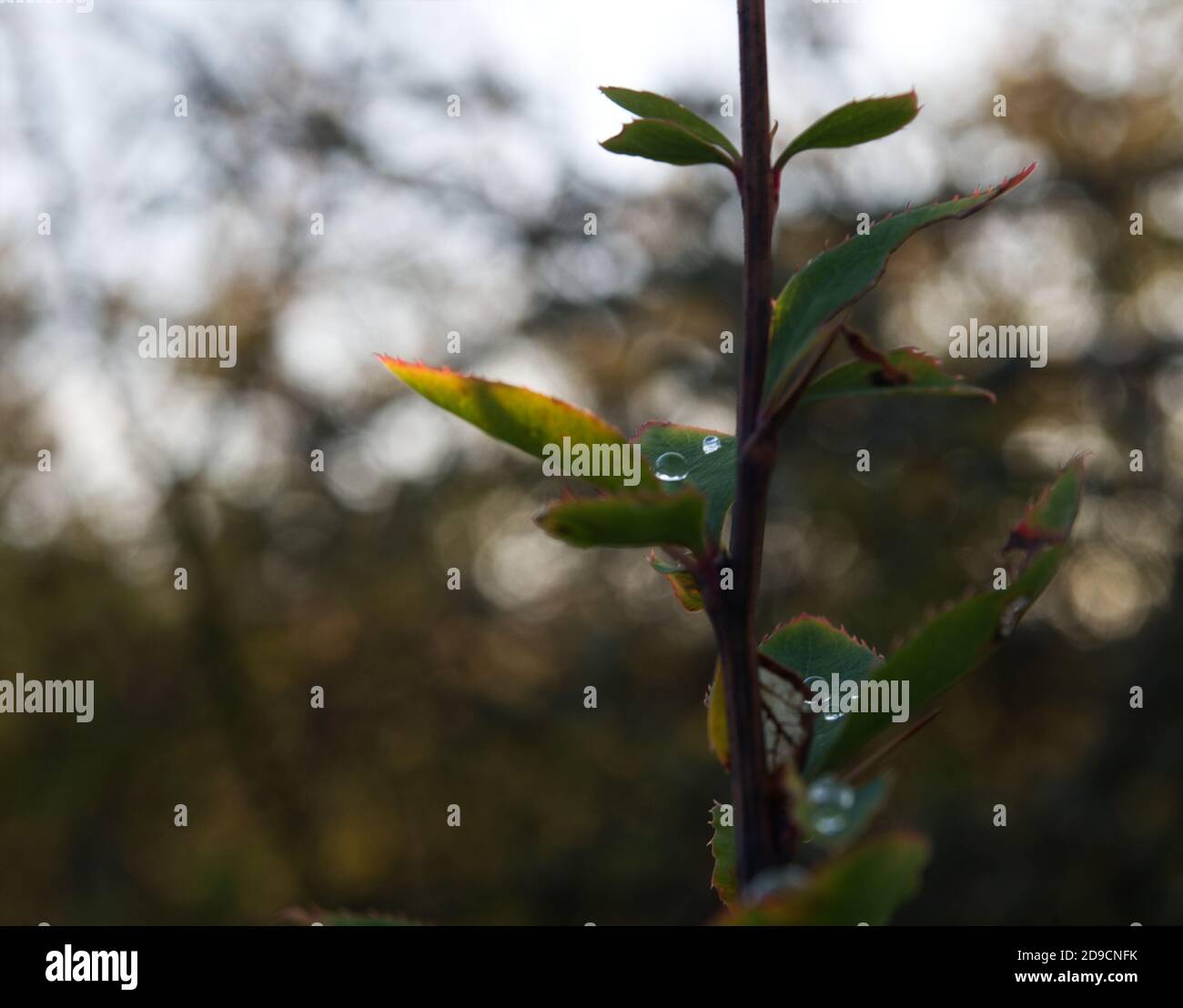 Plants/flowers into nature at spring in jena germany Stock Photo - Alamy