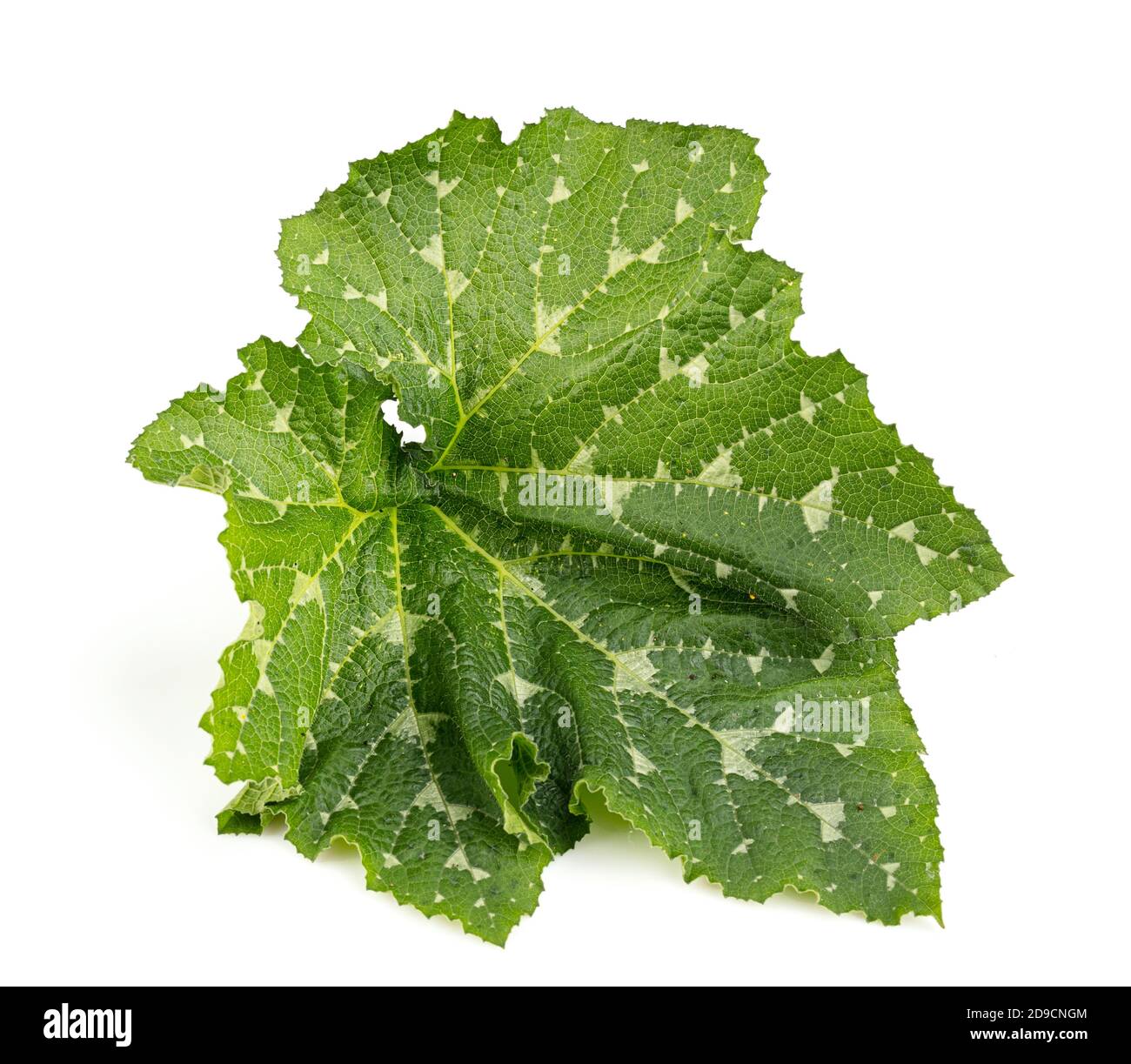 zucchini plant leaf on a white background Stock Photo - Alamy