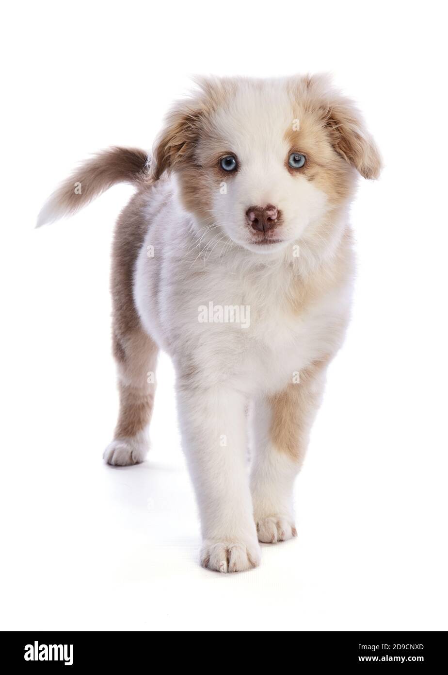 Australian Shepherd Puppy on white background Stock Photo - Alamy