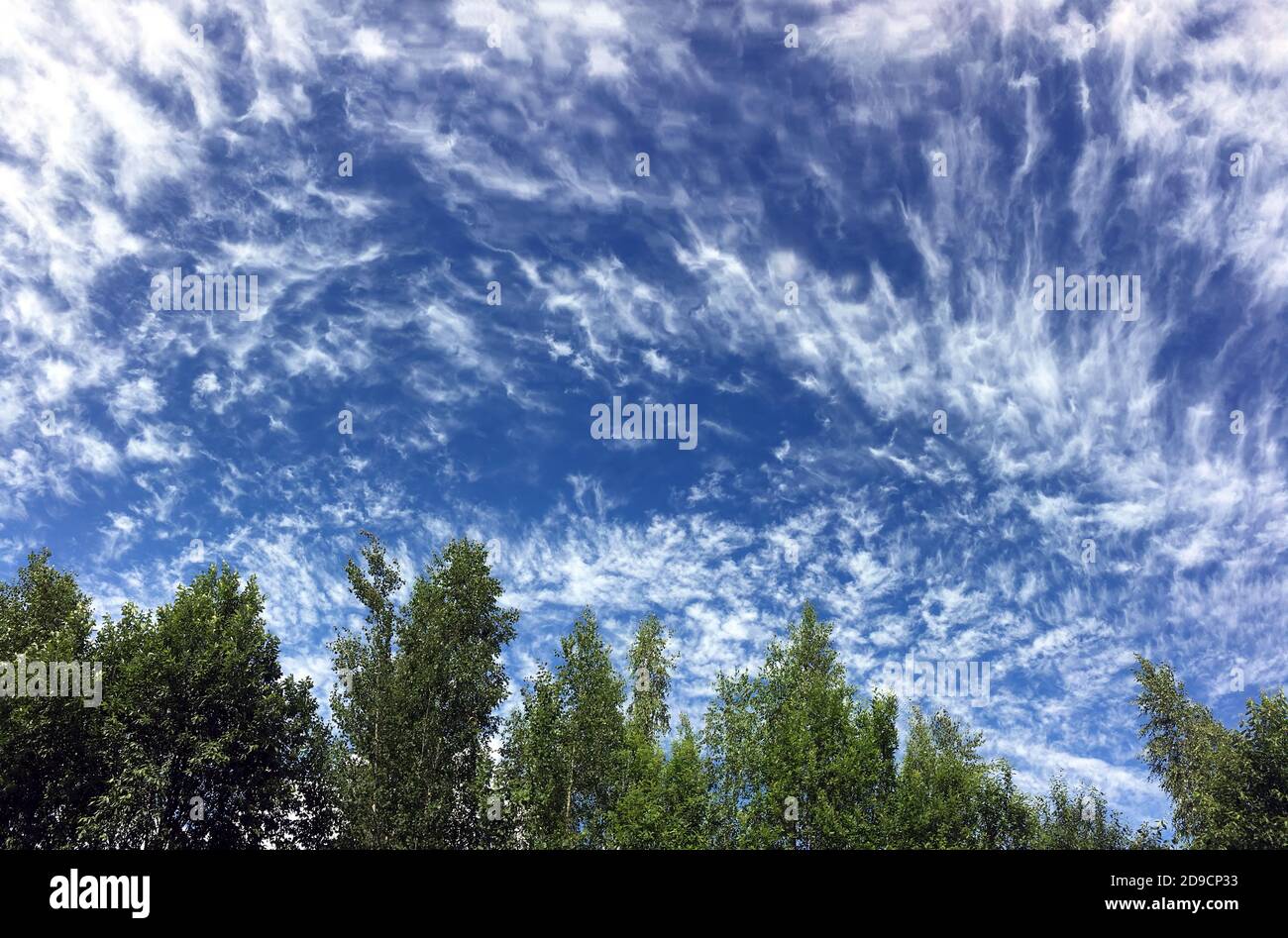 Beautiful panoramic summer landscape with green leaves on high birches ...