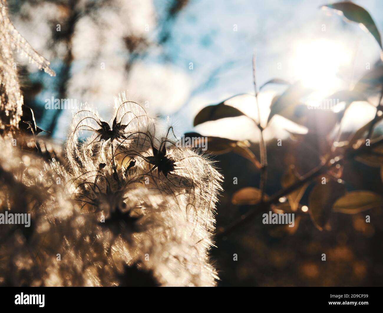 A beautiful flower into jena nature outdoor backlight Stock Photo - Alamy