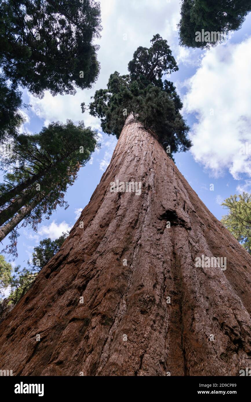 low angle shot of a giant sequoia trunk at calaveras big trees state ...