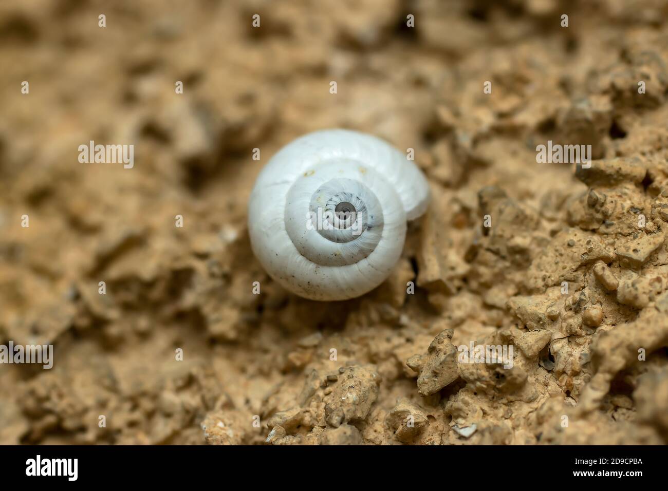 Sea snail shell green hi-res stock photography and images - Alamy
