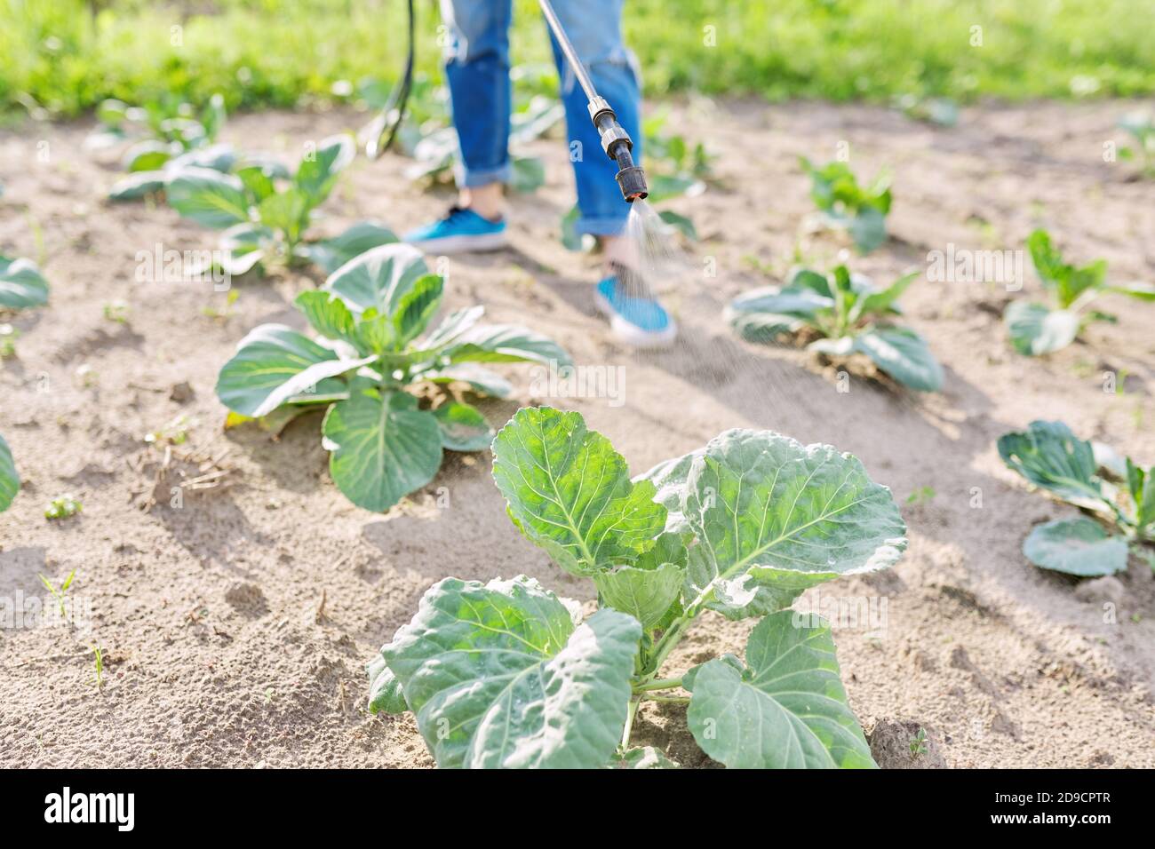 Woman farmer with backpack manual sprayer protecting young cabbage ...