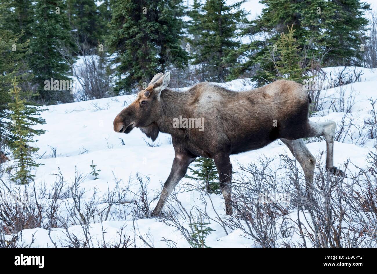 North America; United States; Alaska; Wildlife; Moose; Alces alces ...
