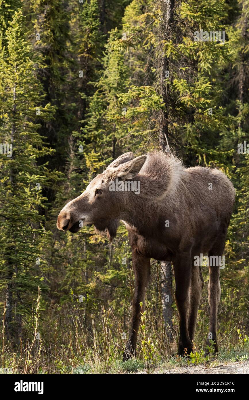 North America; United States; Alaska; Wildlife; Moose; Alces alces ...