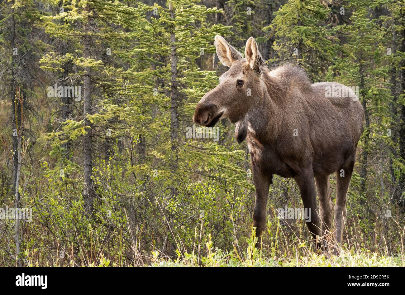 North America; United States; Alaska; Wildlife; Moose; Alces alces ...