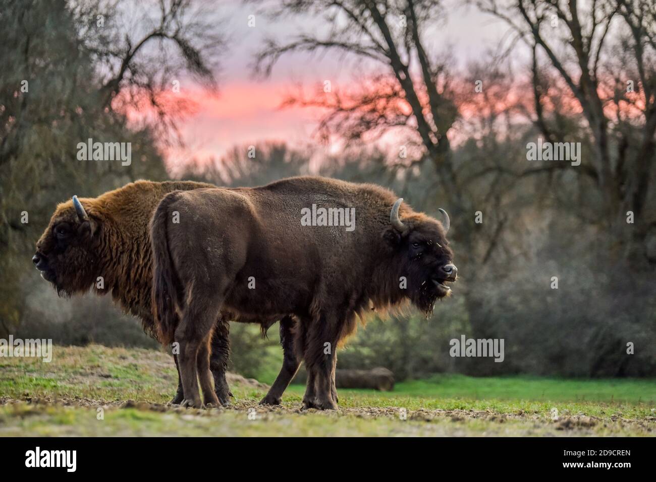 Bison hunt hi-res stock photography and images - Alamy