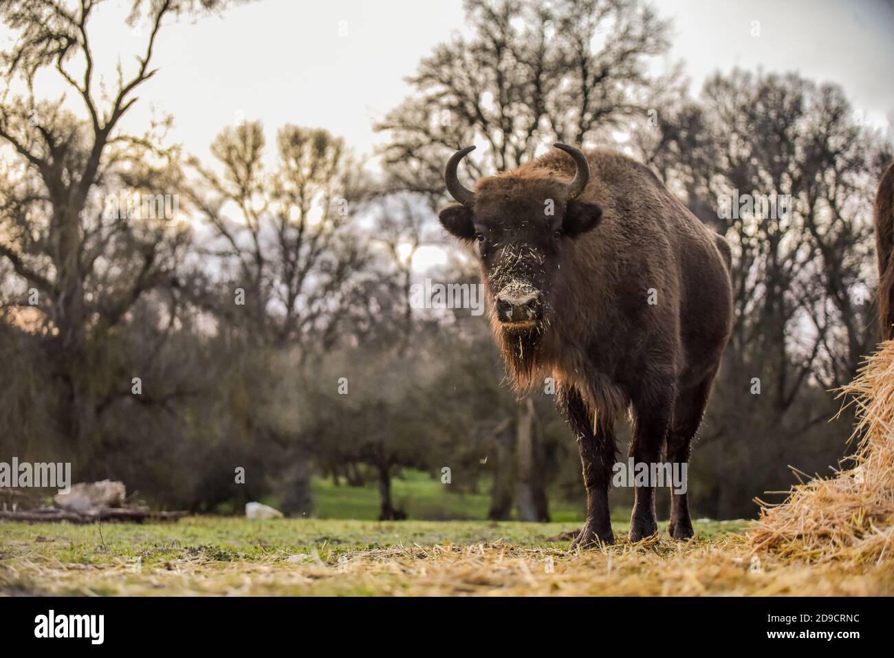 european bison sunset Stock Photo - Alamy