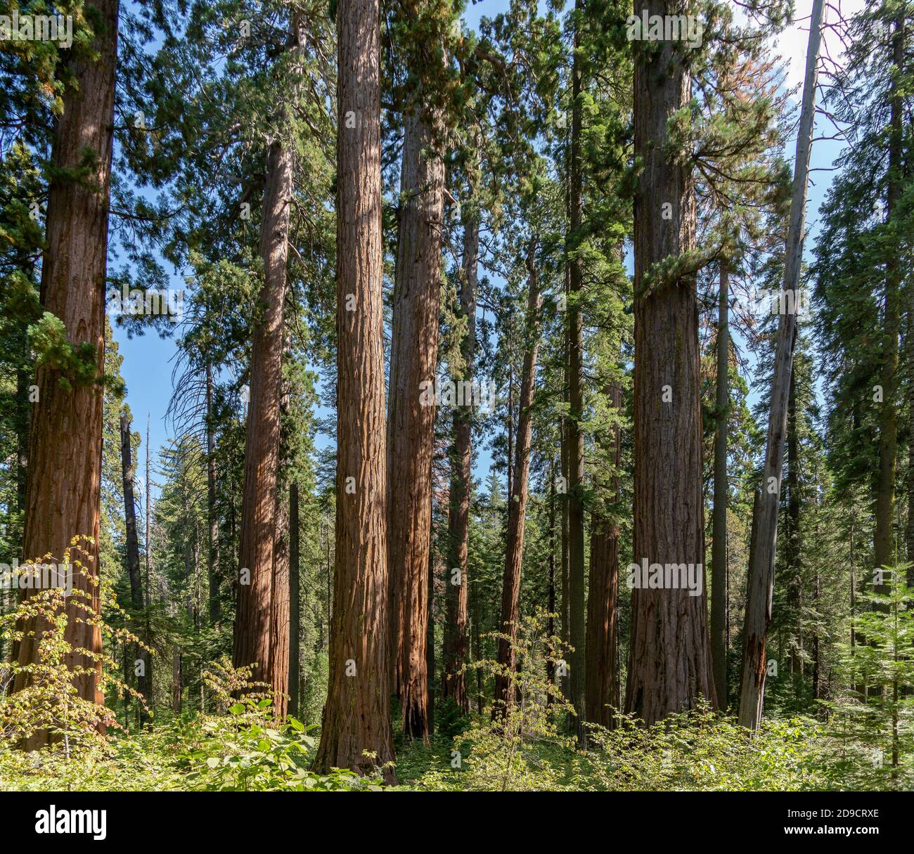 Calaveras big trees hi-res stock photography and images - Alamy