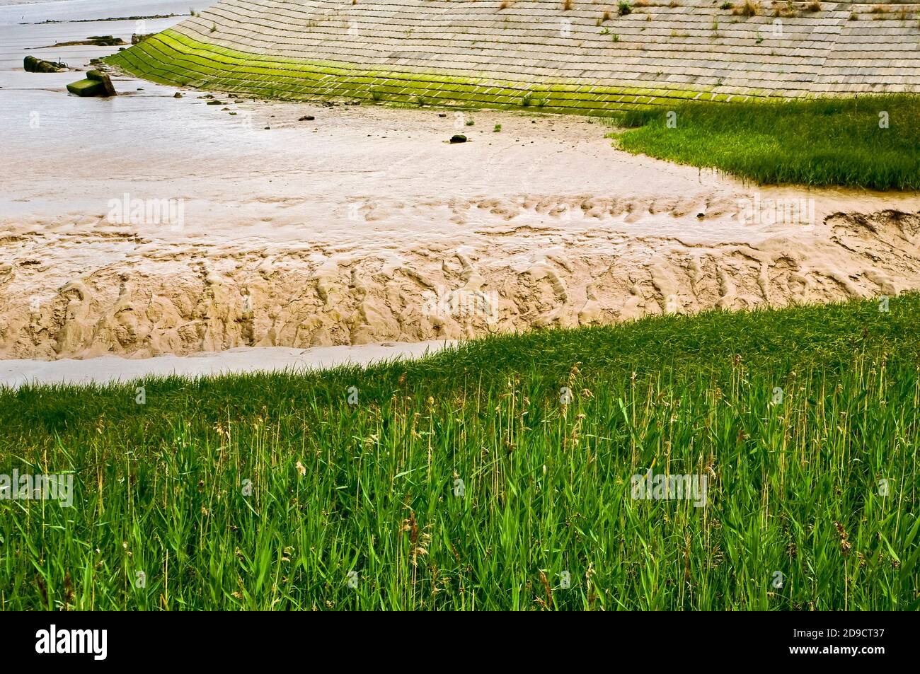 English mud grass hi-res stock photography and images - Alamy