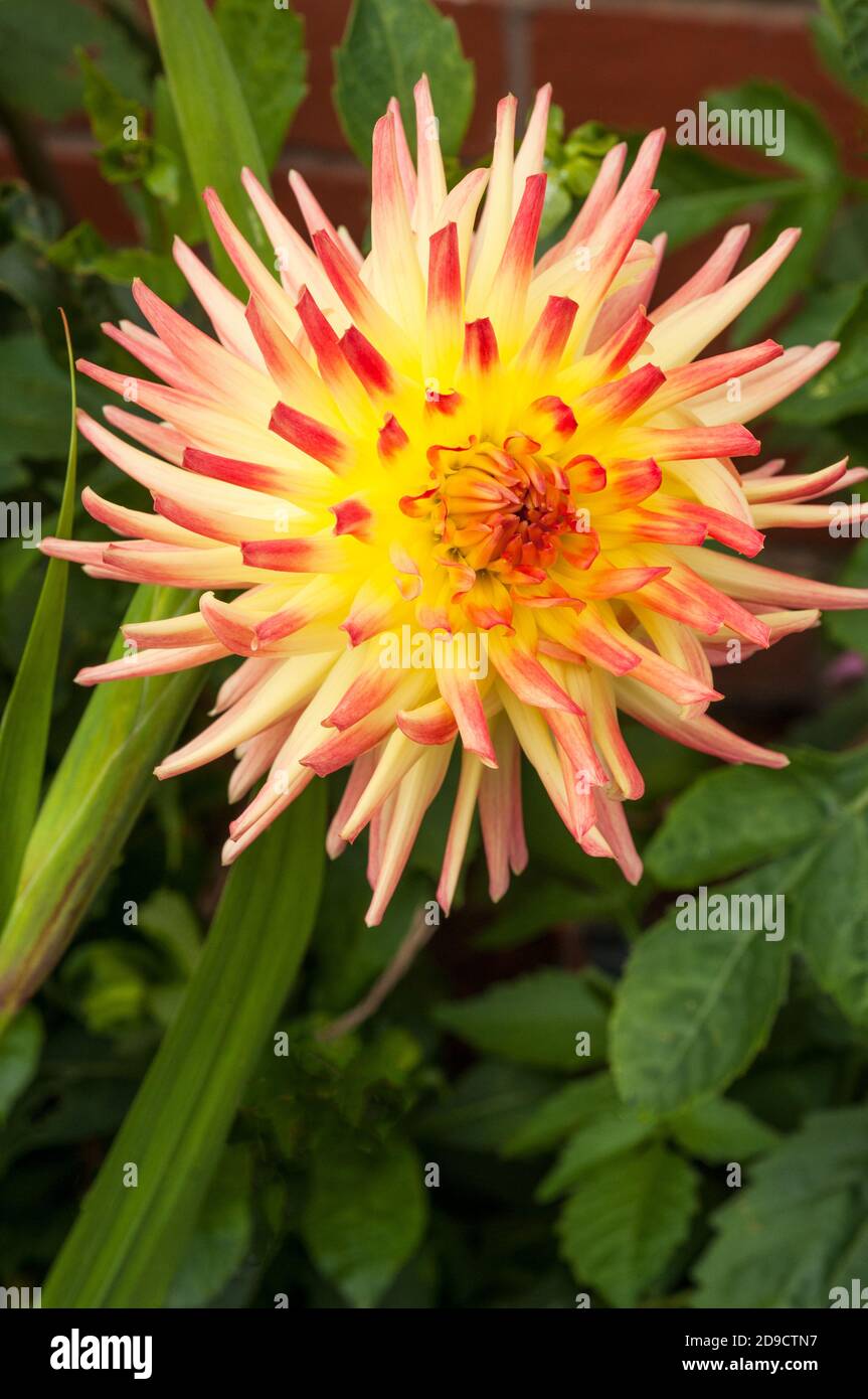 A close up of Dahlia Vectra a decorative or dinner plate double dahlia ...