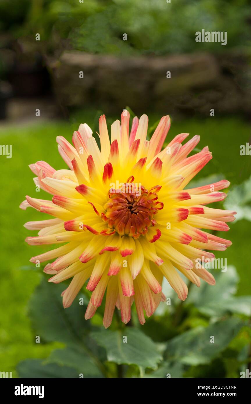 A close up of Dahlia Vectra a decorative or dinner plate double dahlia ...