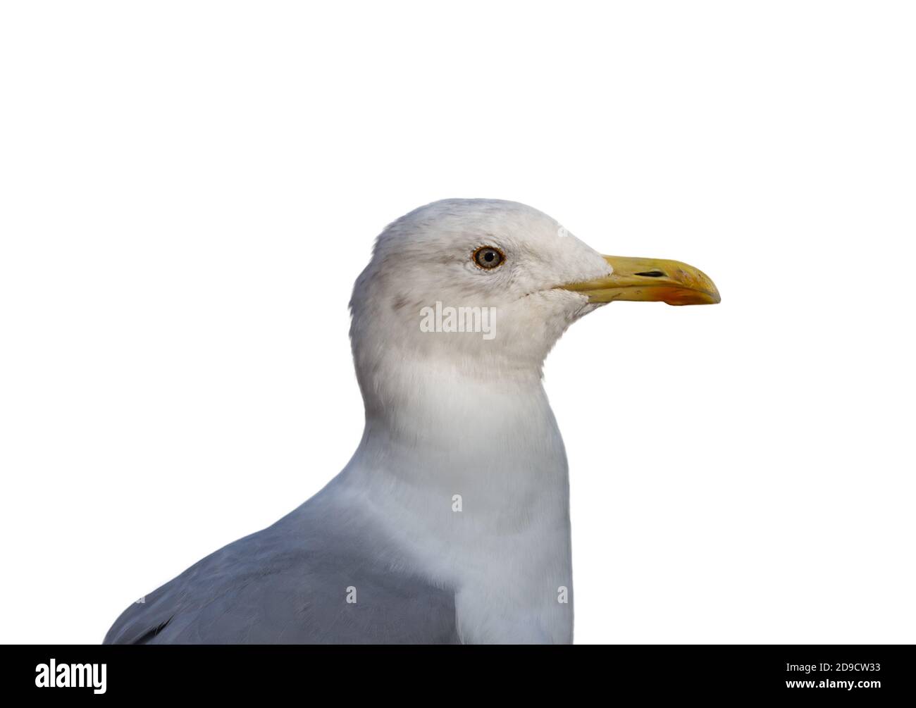 Seagull seabird portrait in profile isolated on white background Stock ...